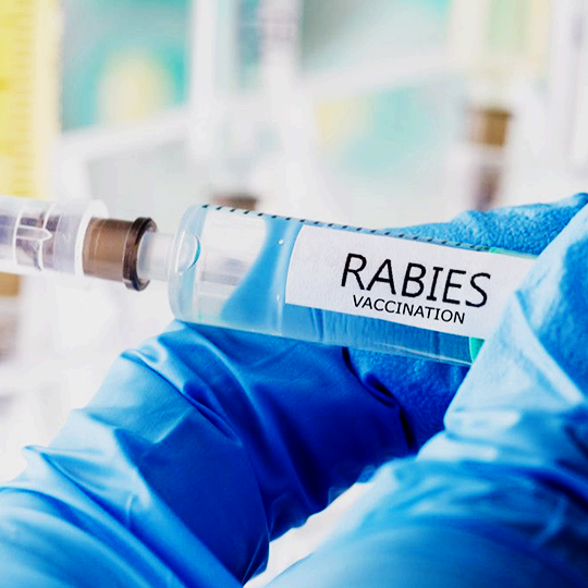 Buat Janji Tindakan Medis, Prosedur Medis, Perawatan Medis Vaksin Rabies.